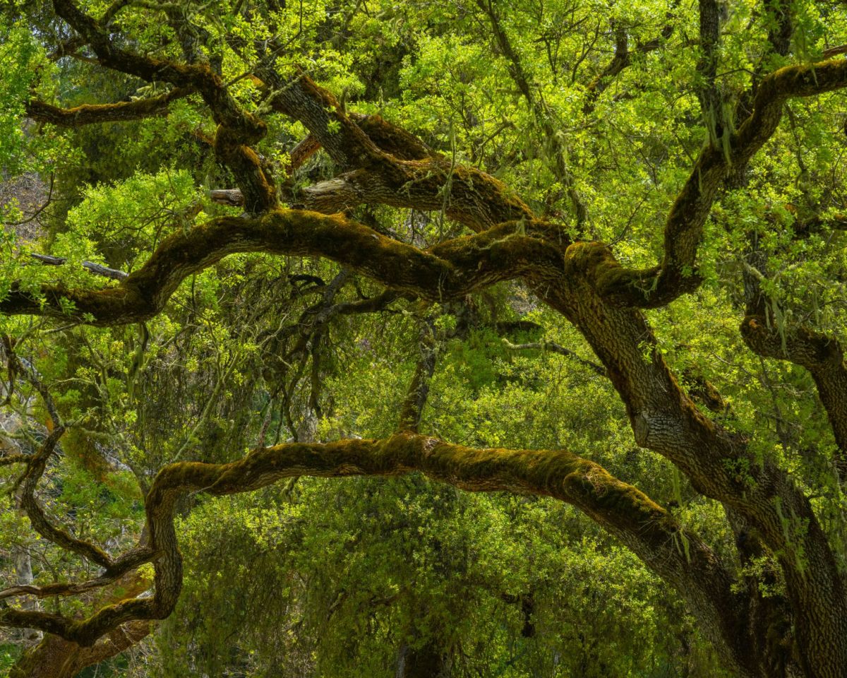 Tree Spraying Services - Evans West Valley Spray